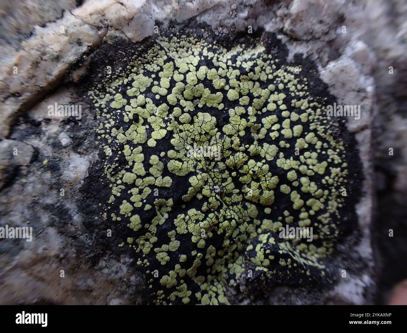 lemon map lichen (Rhizocarpon macrosporum Stock Photo - Alamy