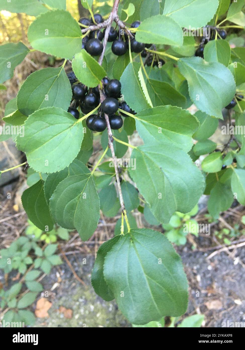 common buckthorn (Rhamnus cathartica Stock Photo - Alamy