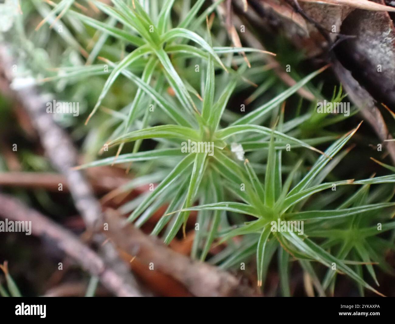 juniper haircap moss (Polytrichum juniperinum Stock Photo - Alamy