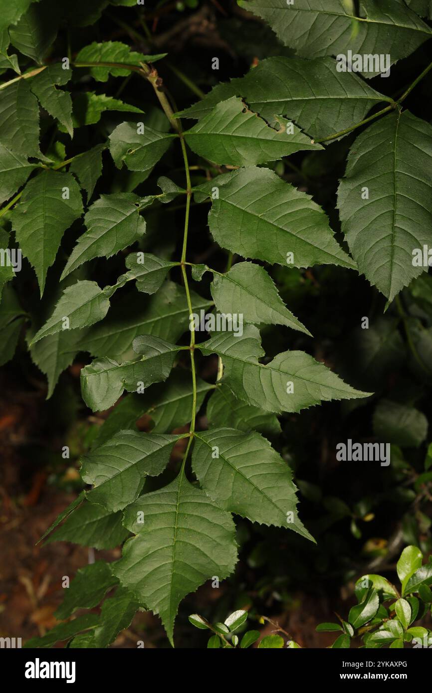 European ash (Fraxinus excelsior Stock Photo - Alamy