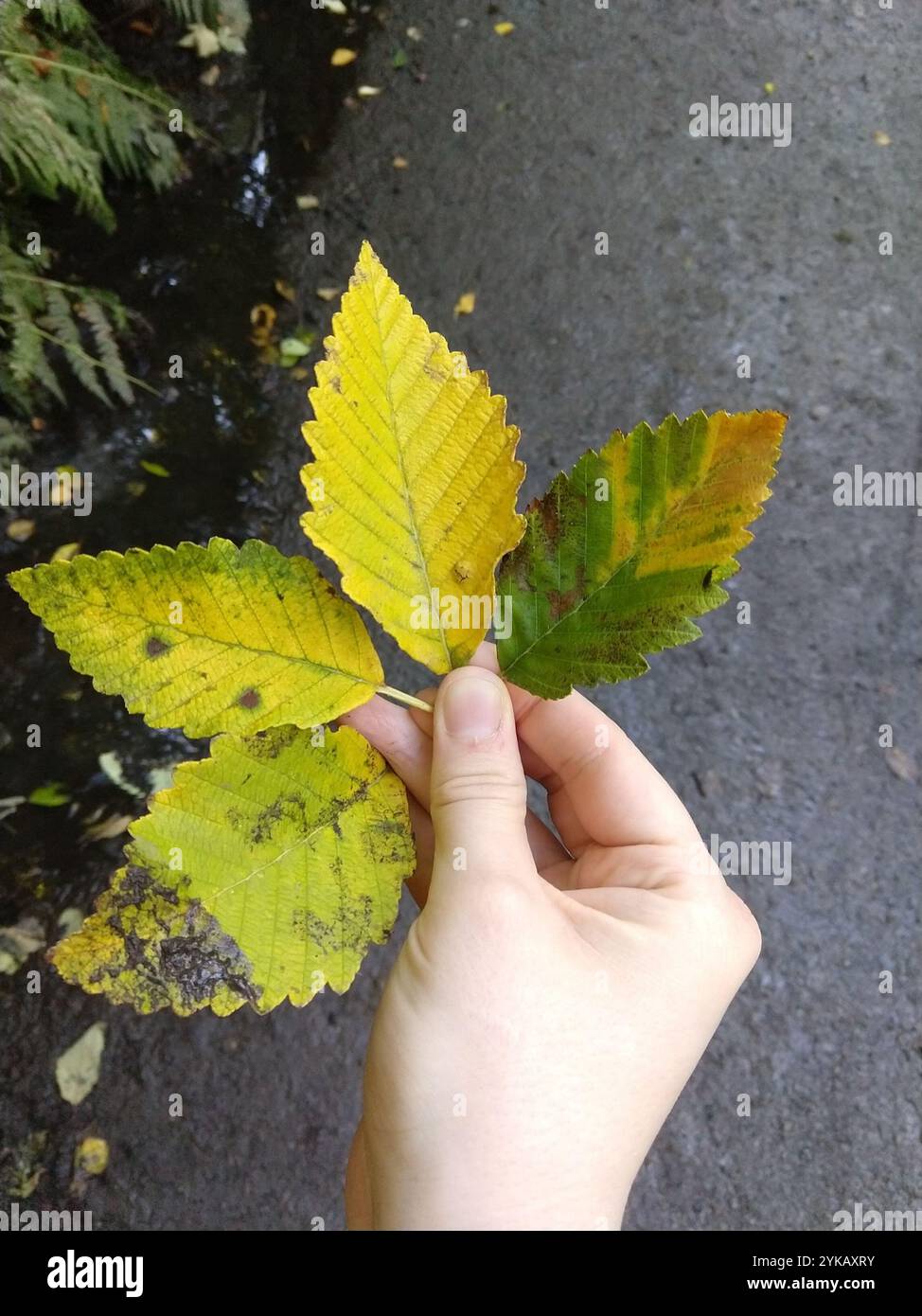 Red Alder (Alnus rubra Stock Photo - Alamy
