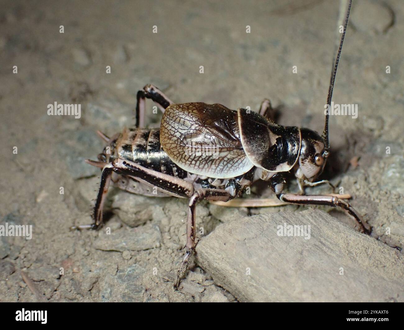 Great Grig (Cyphoderris monstrosa Stock Photo - Alamy