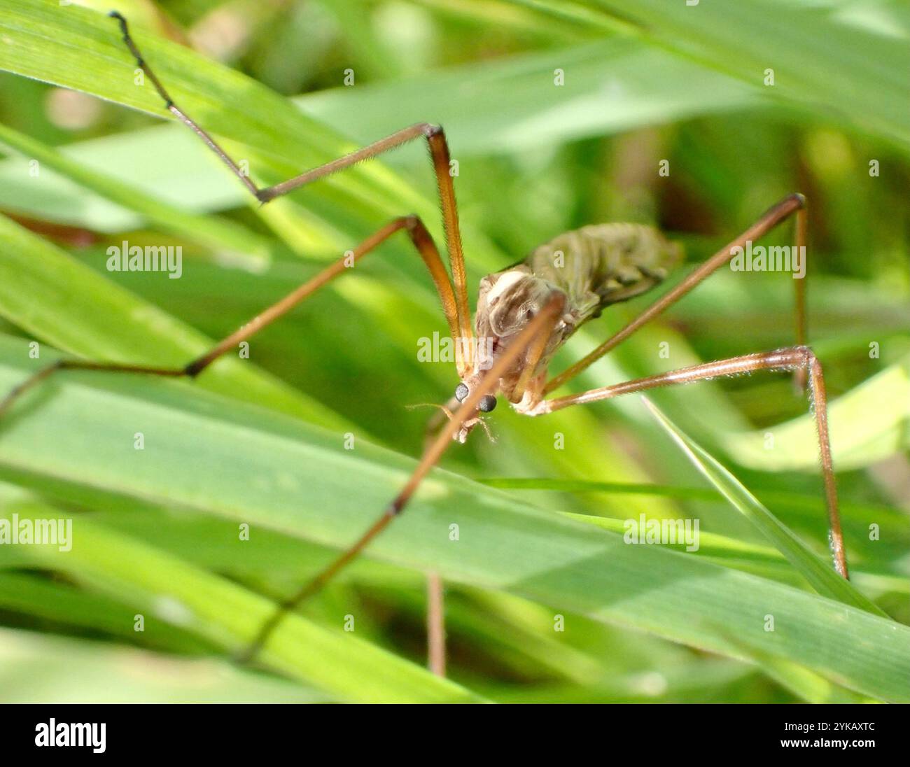 Typical Crane Flies (Tipuloidea Stock Photo - Alamy