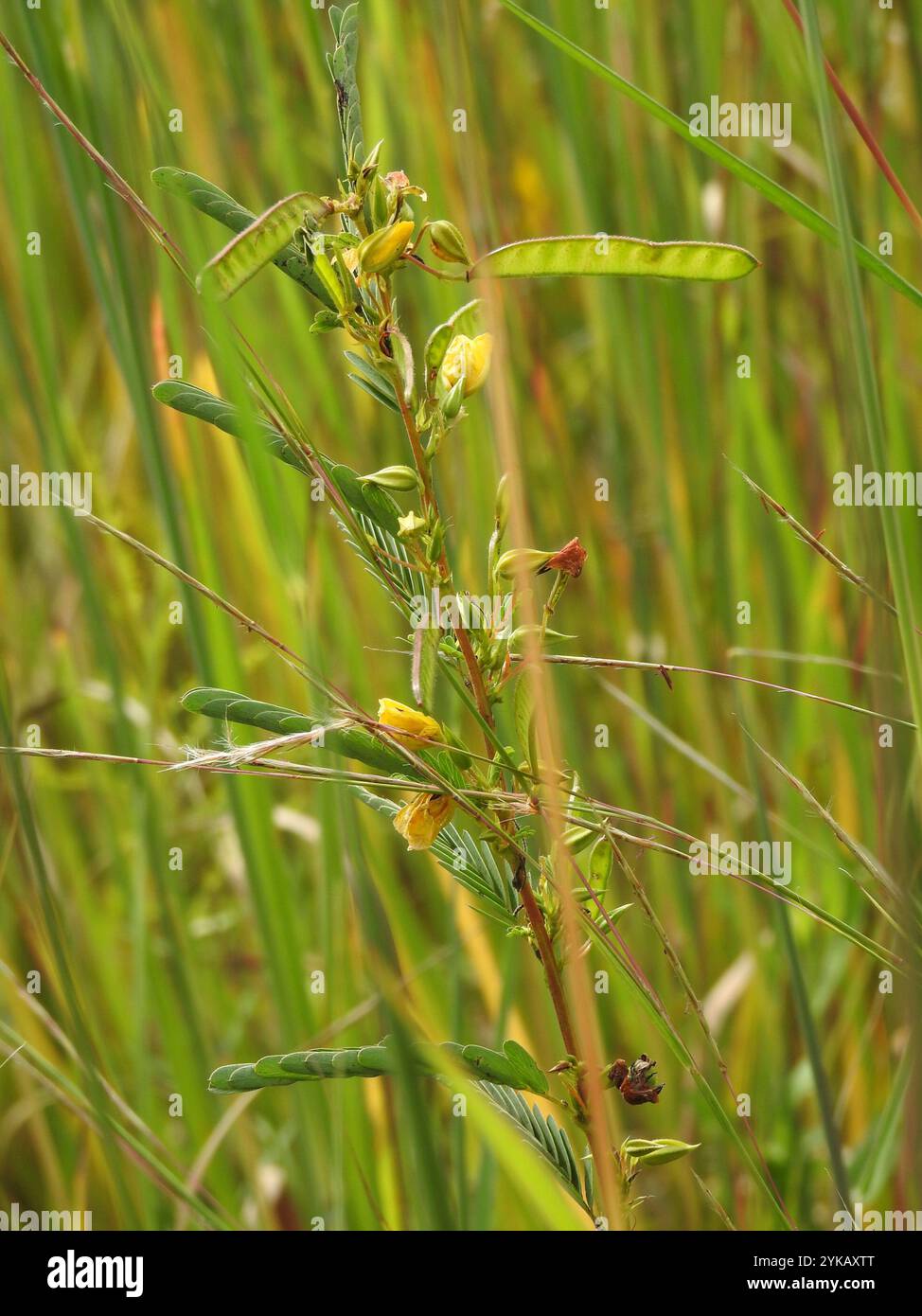 partridge pea (Chamaecrista fasciculata Stock Photo - Alamy