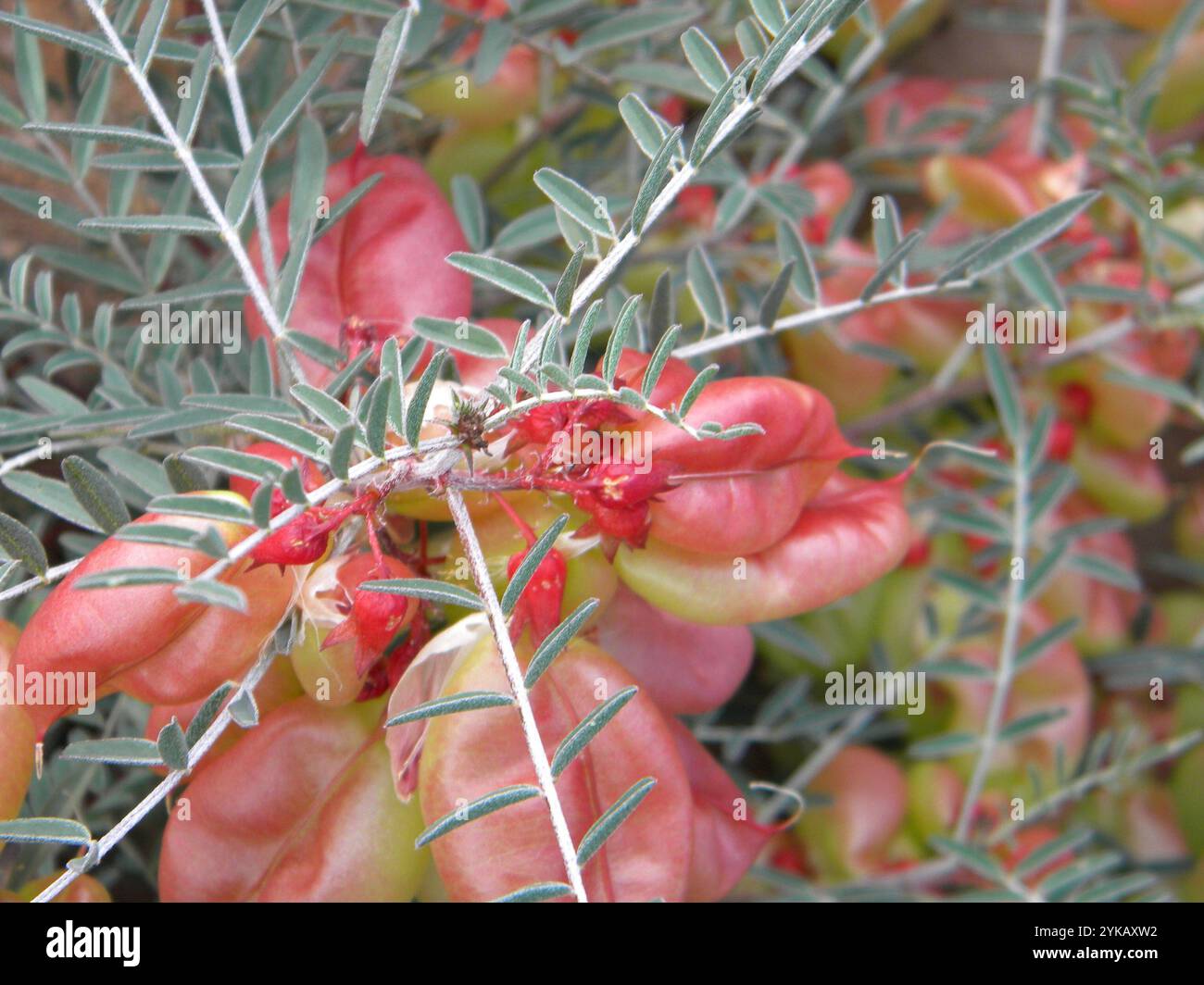 cancer bush (Lessertia frutescens Stock Photo - Alamy