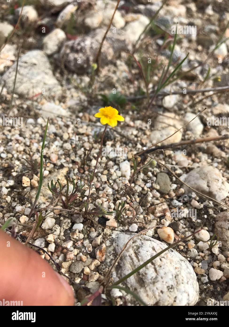 California goldfields (Lasthenia californica Stock Photo - Alamy