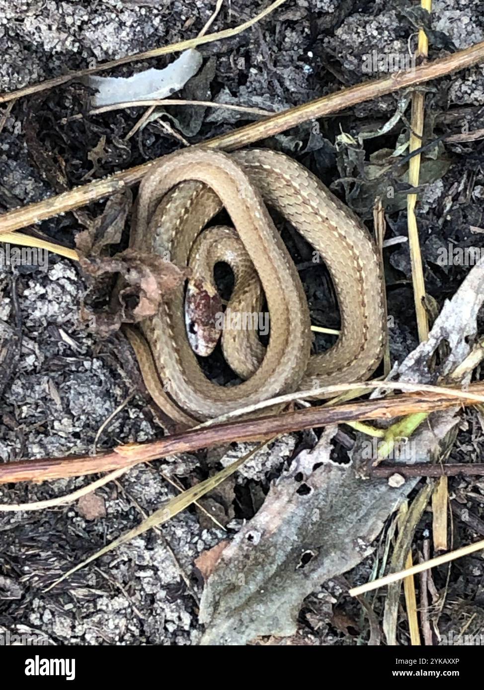 Red-bellied Snake (Storeria occipitomaculata Stock Photo - Alamy