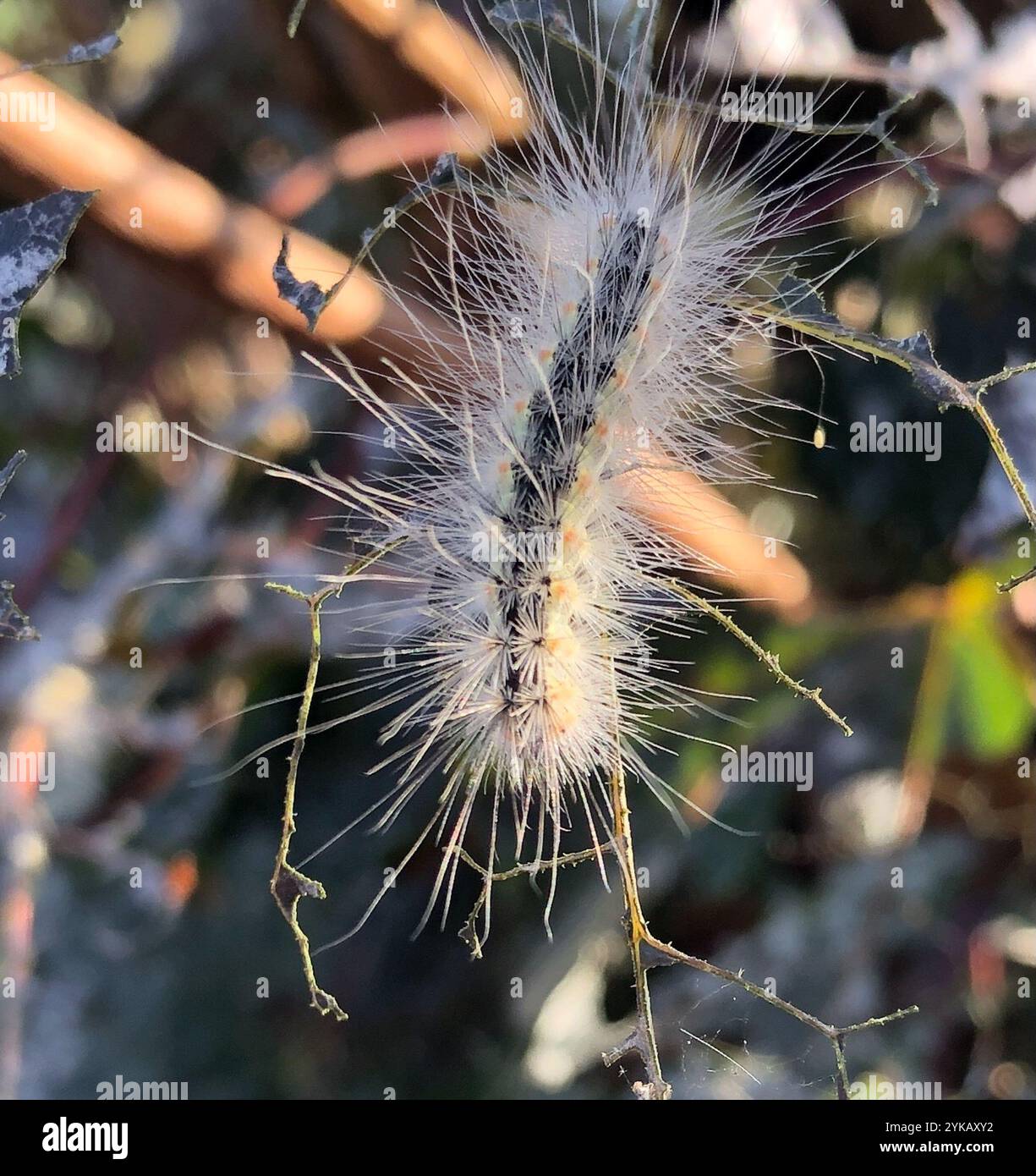 Fall Webworm Moth (Hyphantria cunea Stock Photo - Alamy