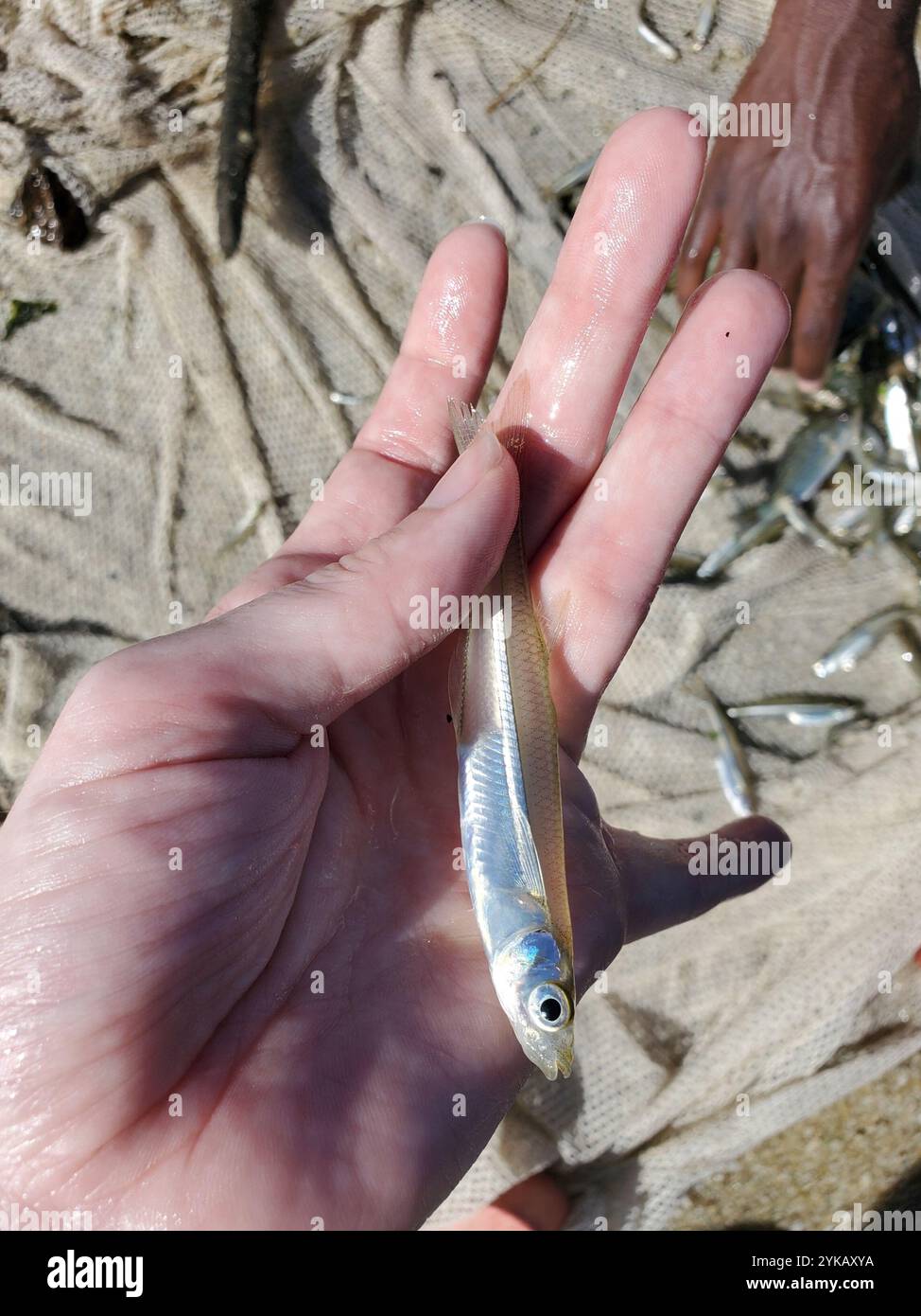 Atlantic silverside hi-res stock photography and images - Alamy