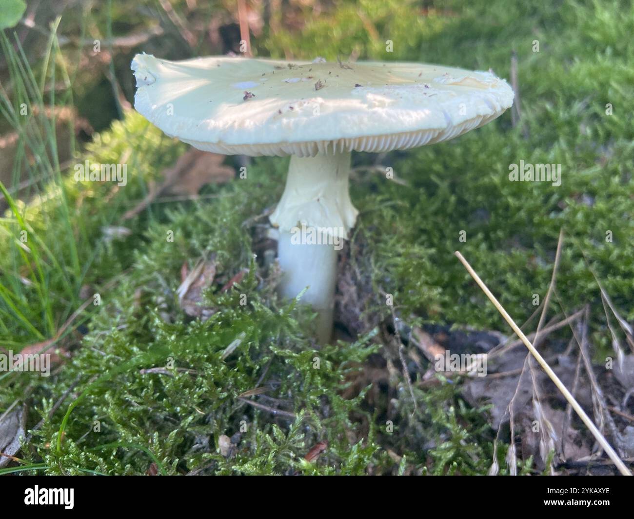False Death-cap (Amanita citrina Stock Photo - Alamy
