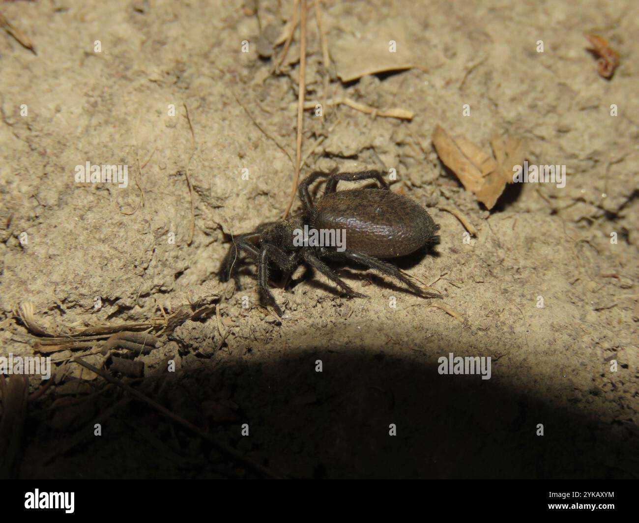 Stealthy Ground Spiders (Gnaphosidae Stock Photo - Alamy