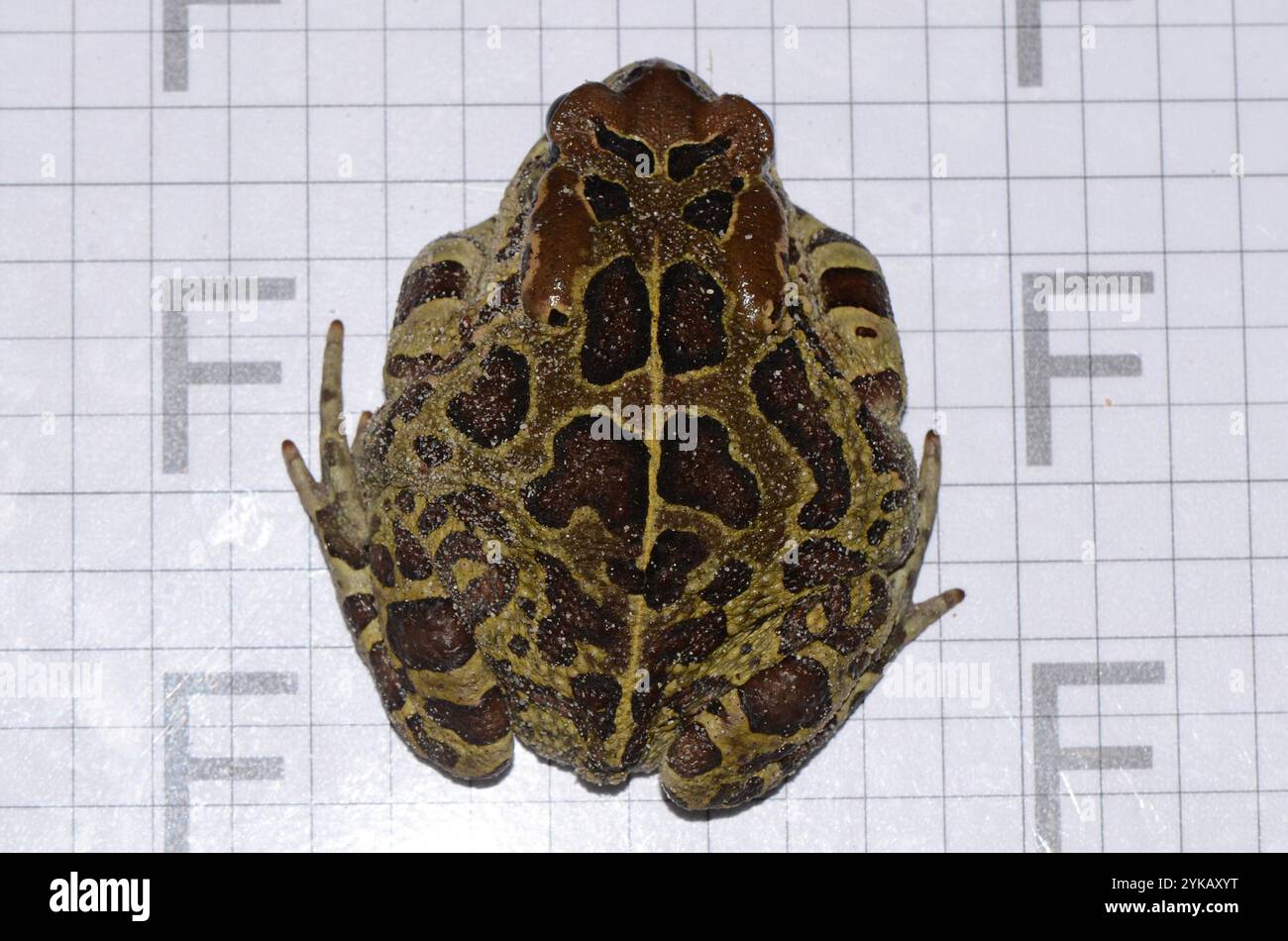 Western Leopard Toad (Sclerophrys pantherina Stock Photo - Alamy