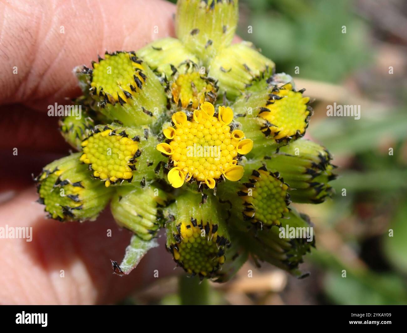 Tall western groundsel (Senecio integerrimus Stock Photo - Alamy