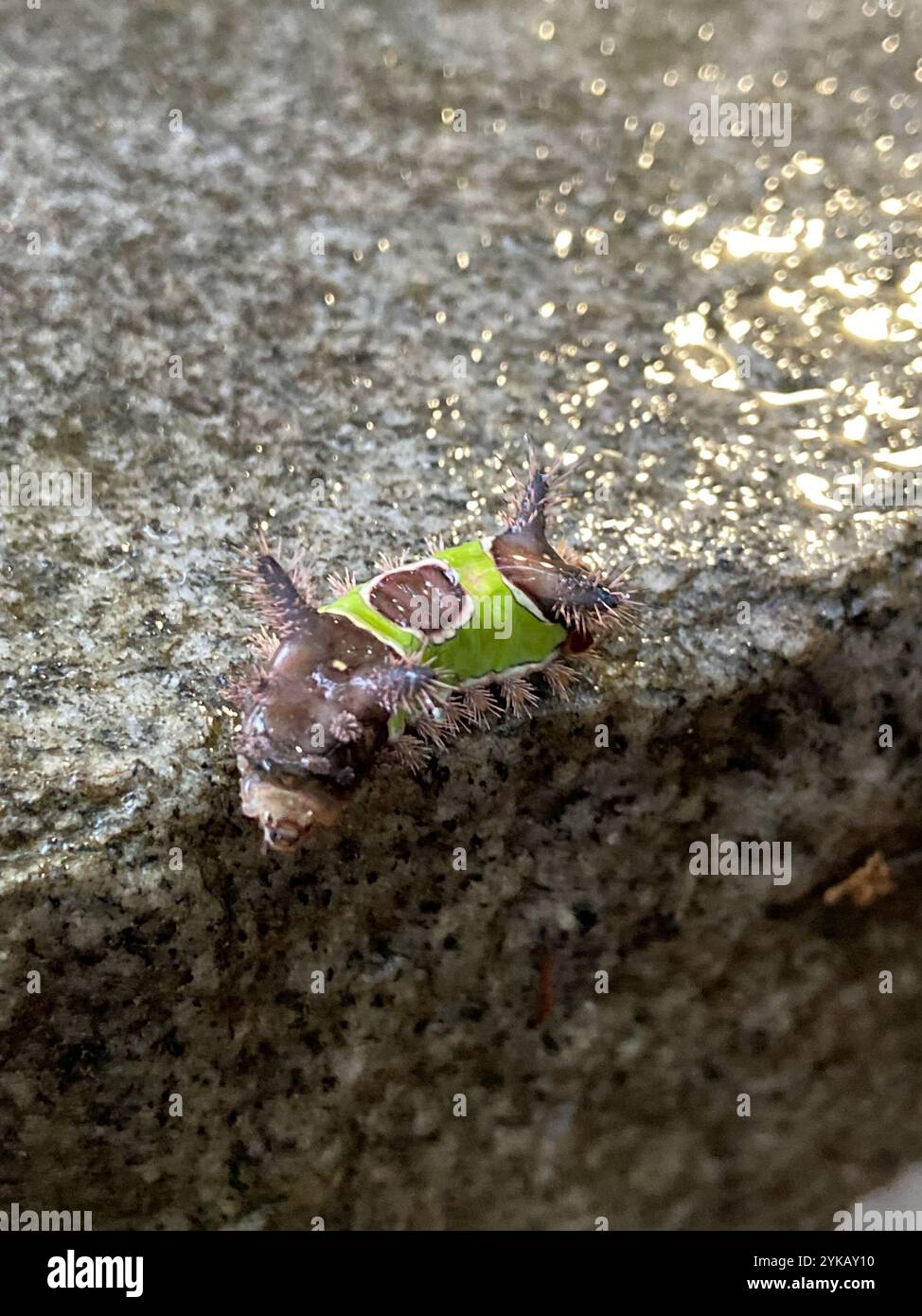 Saddleback Caterpillar Moth (Acharia stimulea Stock Photo - Alamy