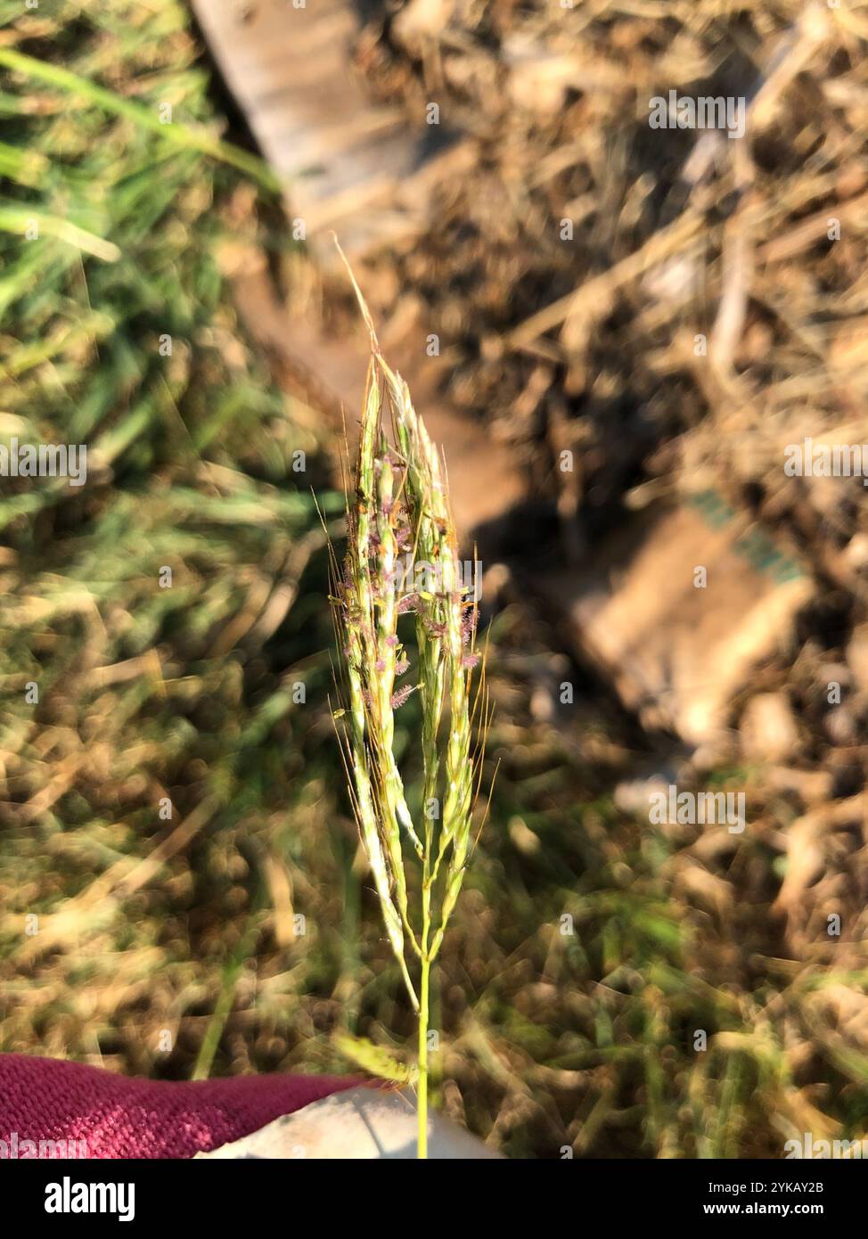 King Ranch bluestem (Bothriochloa ischaemum Stock Photo - Alamy