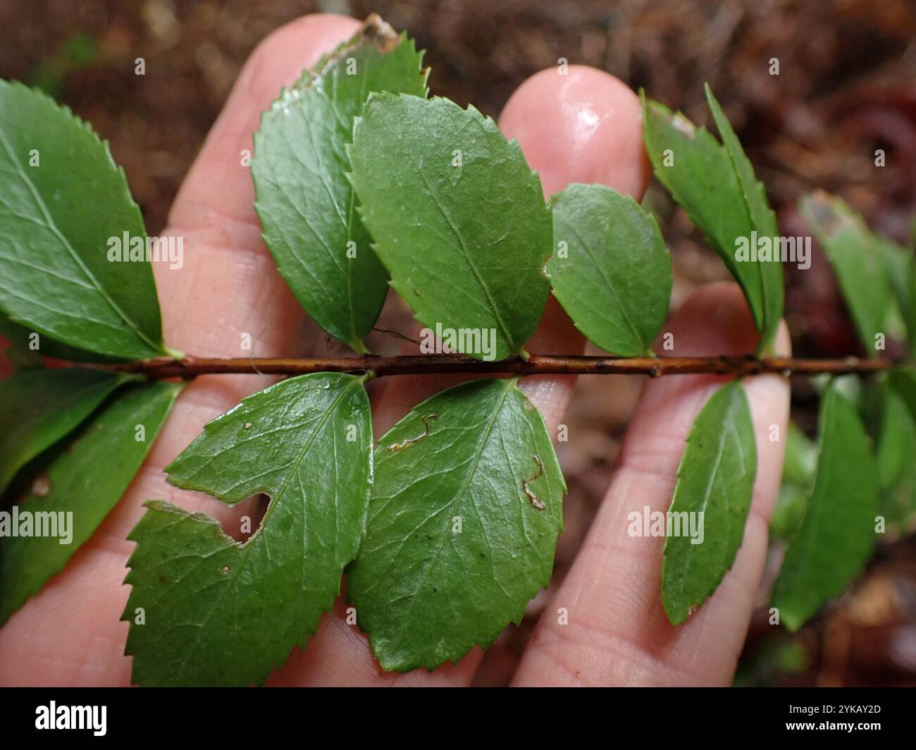 Oregon Boxwood (Paxistima myrsinites Stock Photo - Alamy