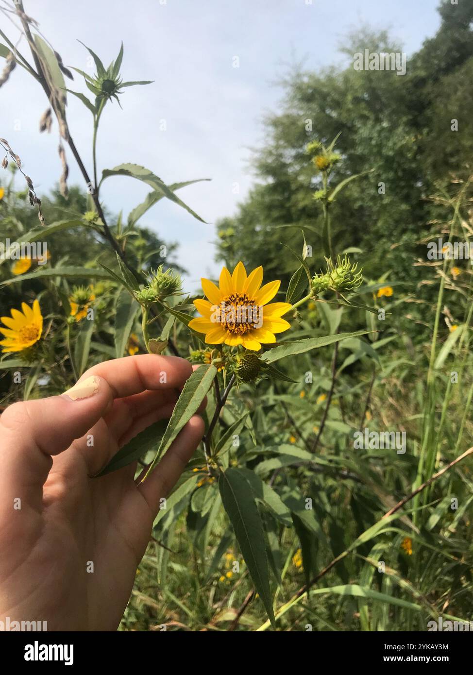 sawtooth sunflower (Helianthus grosseserratus Stock Photo - Alamy