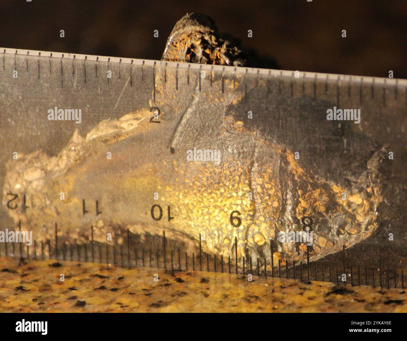 Dyeball (Pisolithus arhizus Stock Photo - Alamy