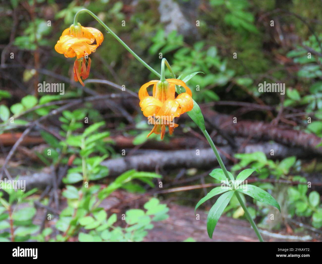 Columbia lily (Lilium columbianum Stock Photo - Alamy