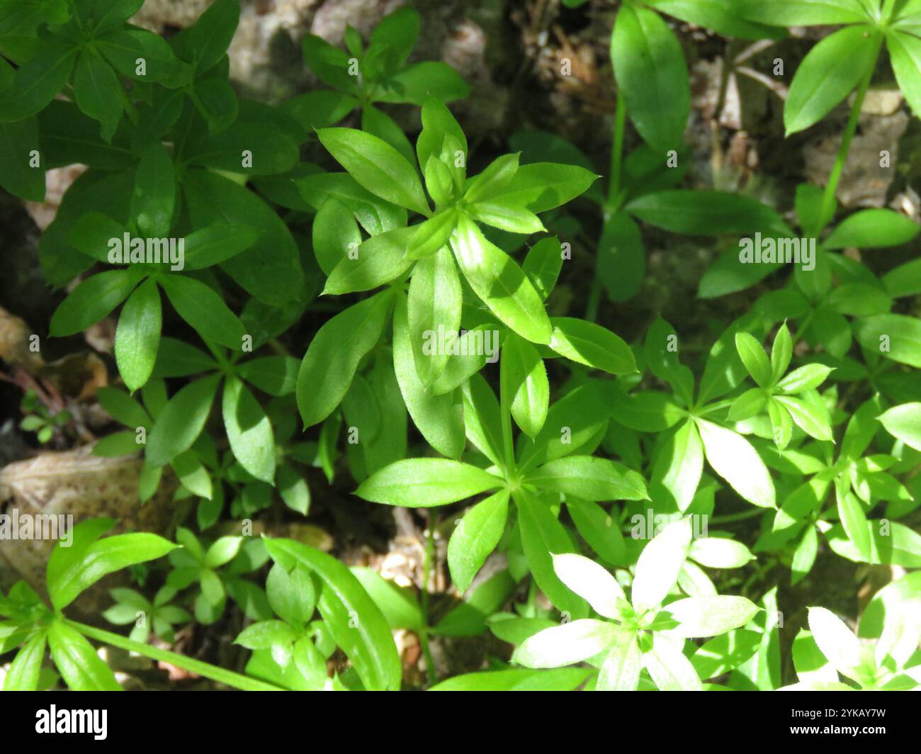 fragrant bedstraw (Galium triflorum Stock Photo - Alamy