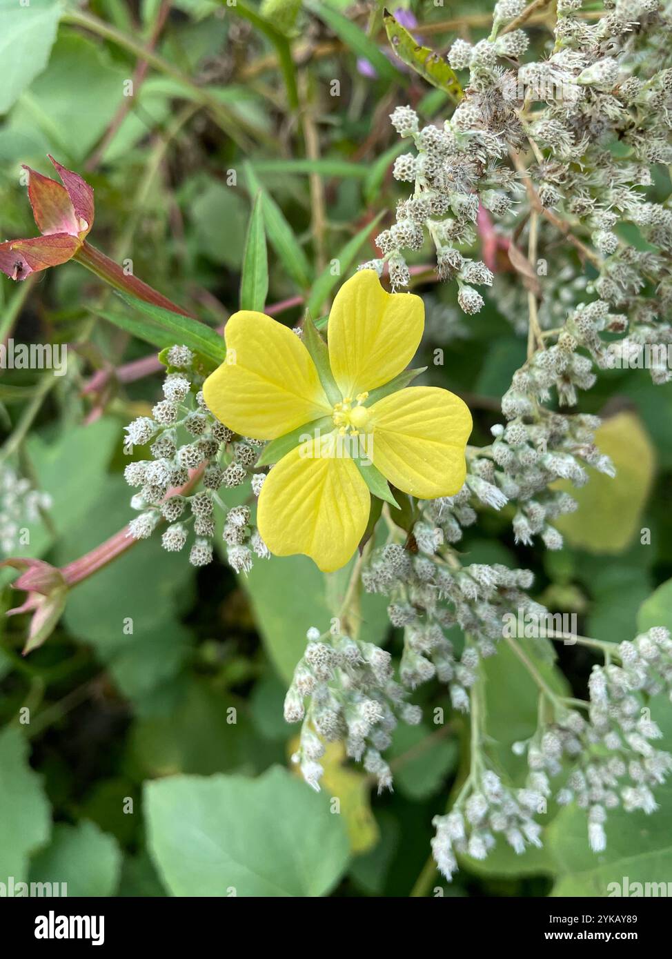 Mexican Primrose-willow (Ludwigia octovalvis Stock Photo - Alamy