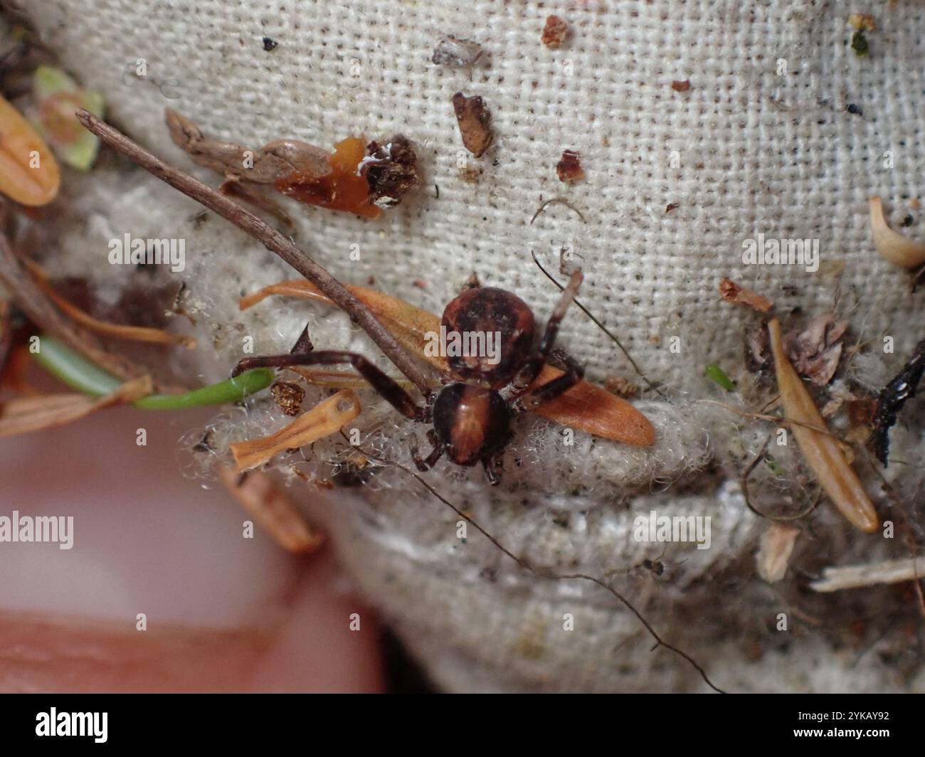 Running Crab Spiders (Philodromus Stock Photo - Alamy