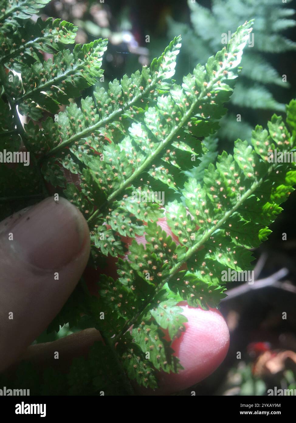 intermediate wood fern (Dryopteris intermedia Stock Photo - Alamy