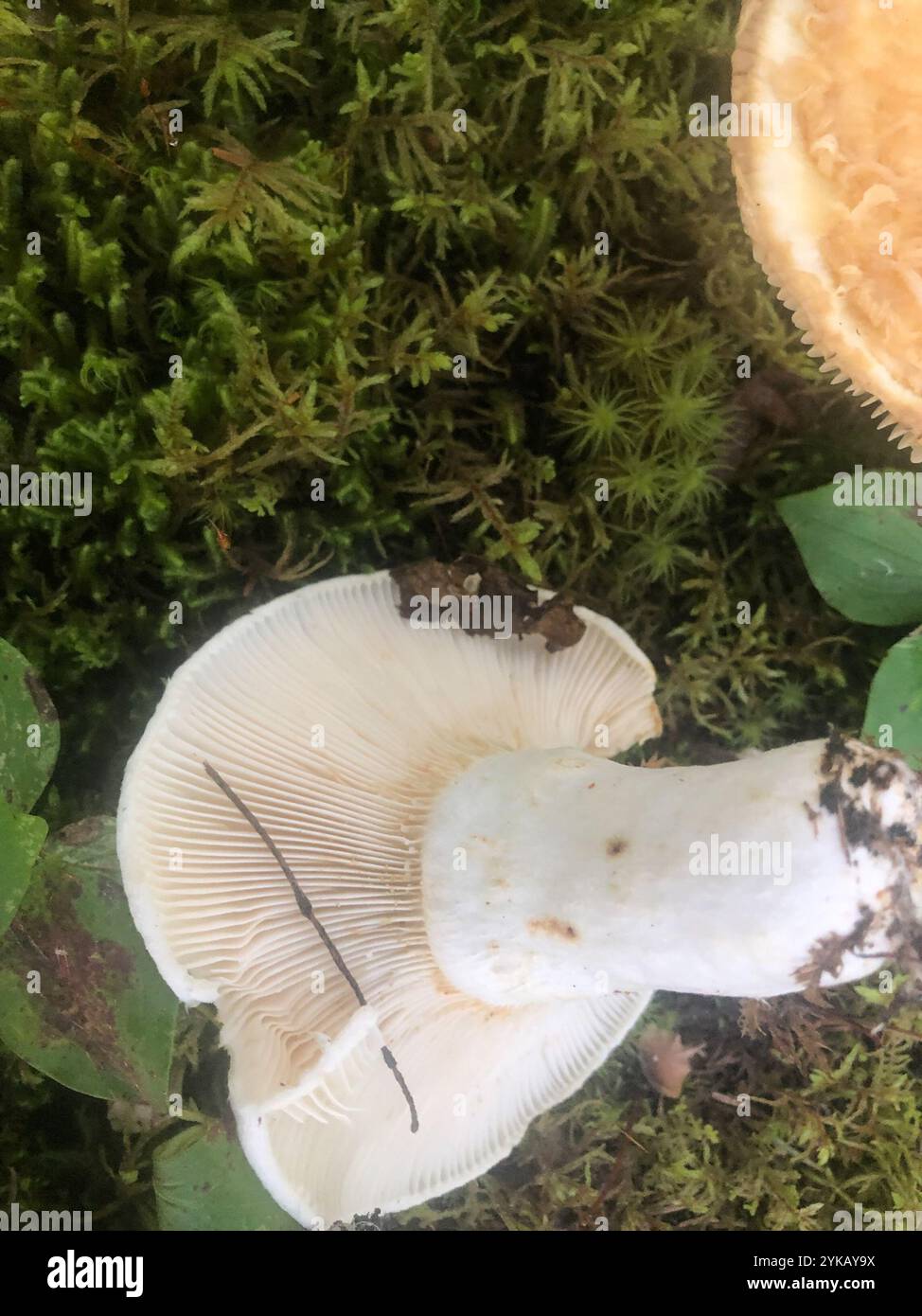 Short-stemmed Russula (Russula brevipes Stock Photo - Alamy