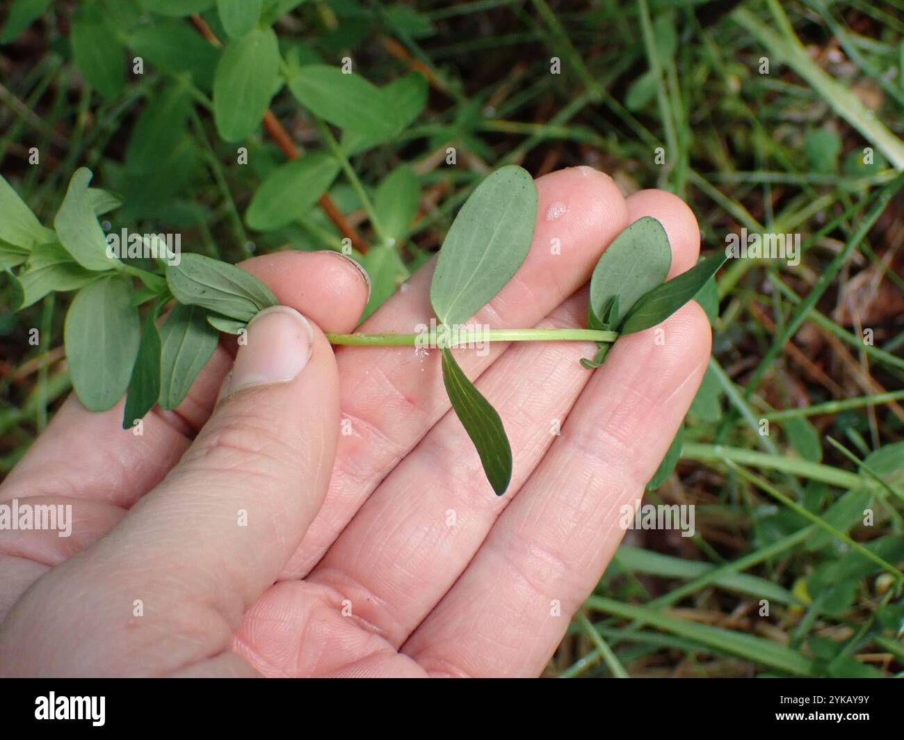 Spittlebugs and Froghoppers (Cercopoidea Stock Photo - Alamy