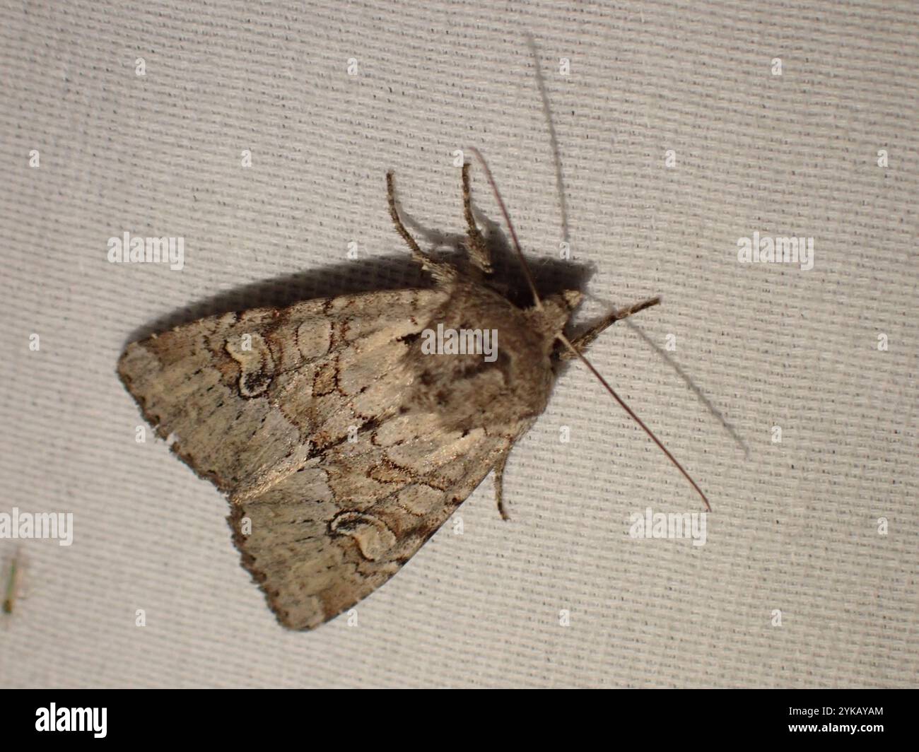 Cutworms and Dart Moths (Noctuinae Stock Photo - Alamy
