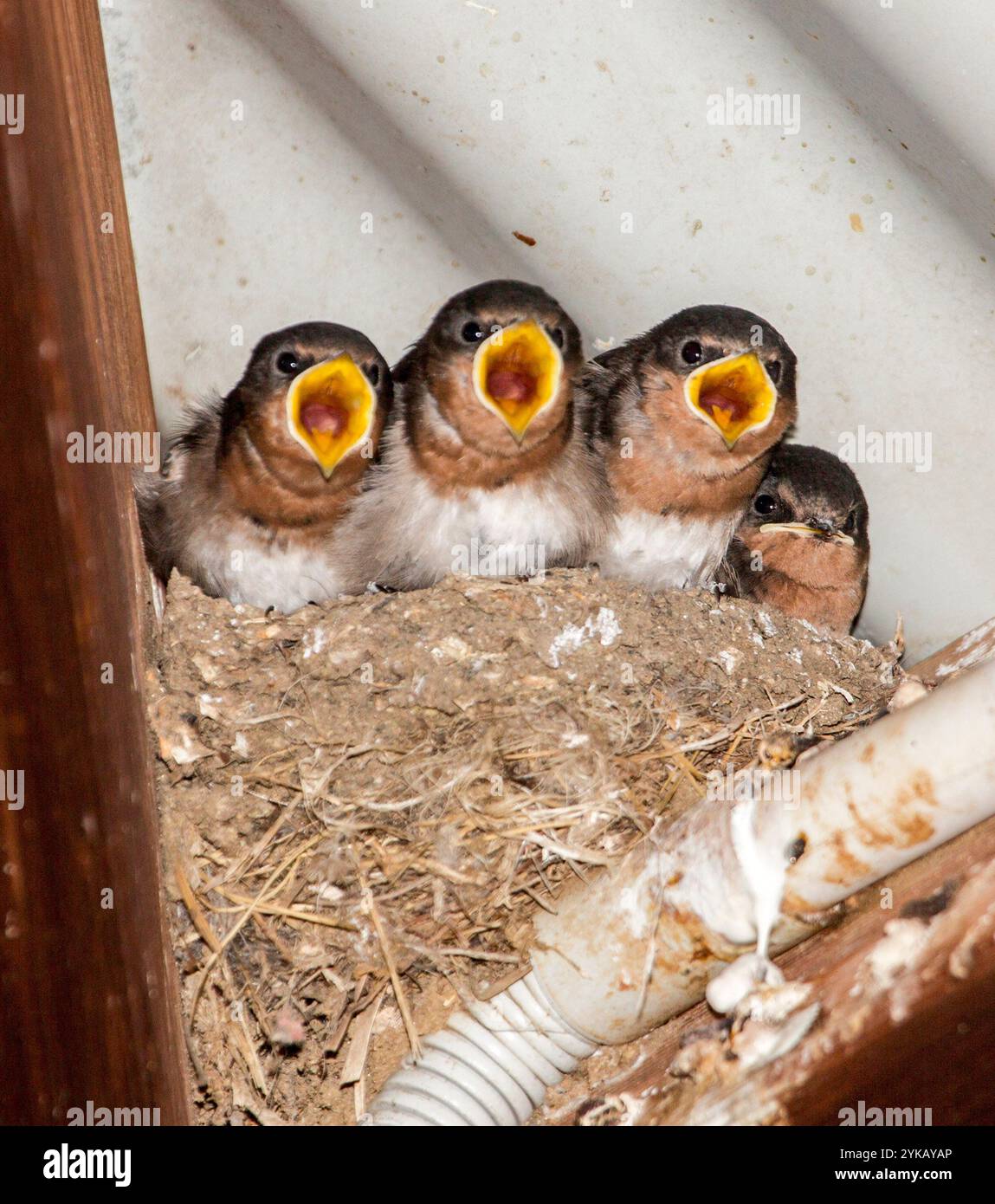 Welcome Swallow chicks on nest in camp kitchen atBells Caravan Park ...