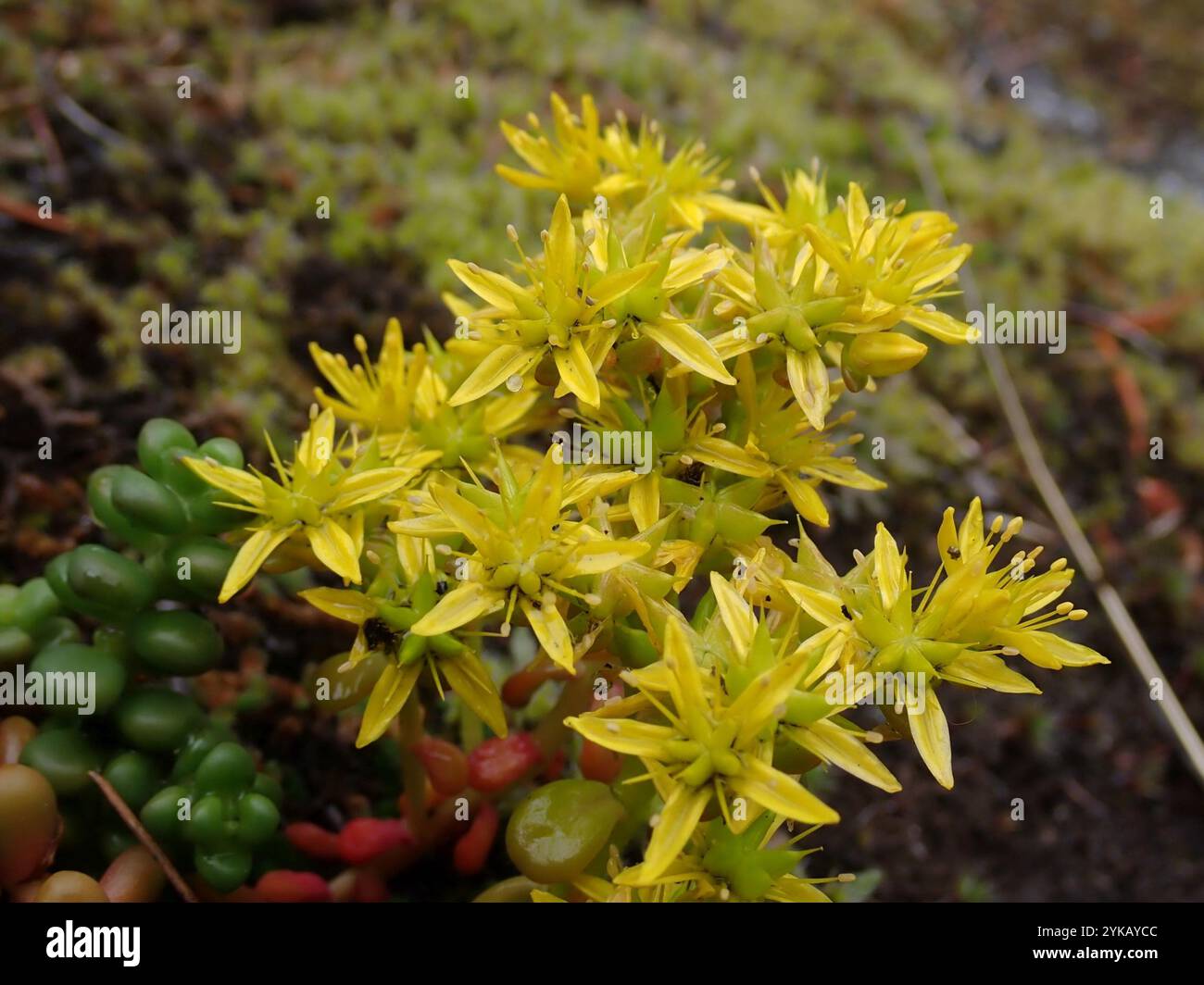 Pacific stonecrop (Sedum divergens Stock Photo - Alamy