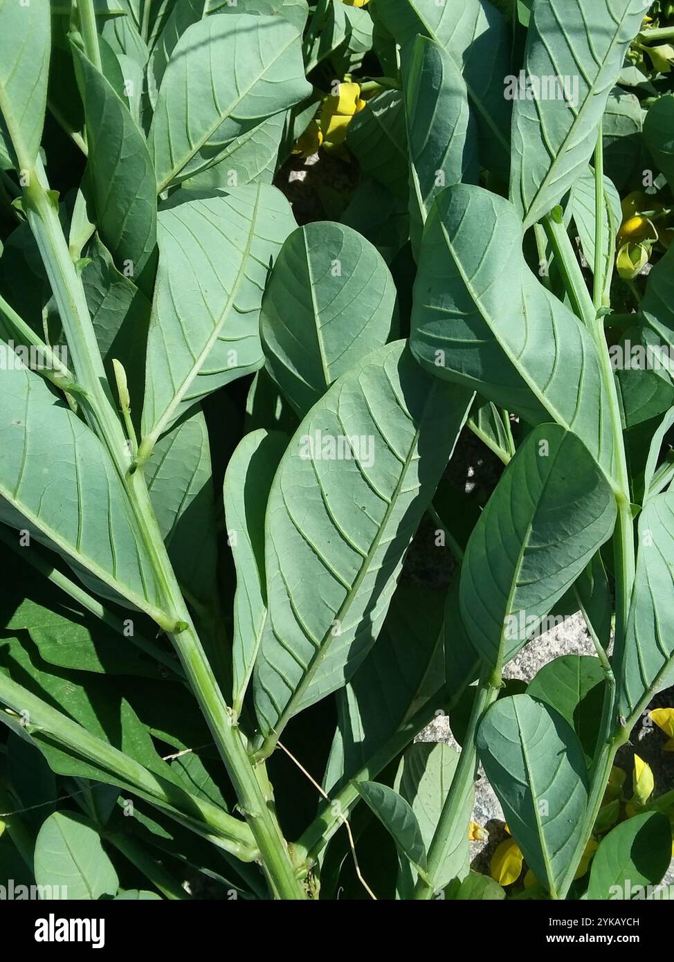 Showy Rattlebox (Crotalaria spectabilis Stock Photo - Alamy