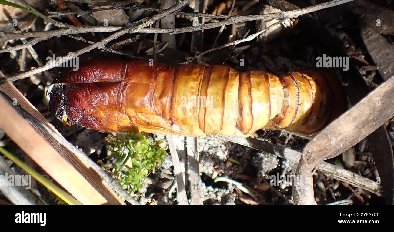 Swift Moths (Hepialidae Stock Photo - Alamy
