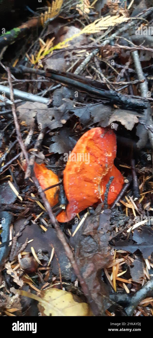 lobster mushroom (Hypomyces lactifluorum Stock Photo - Alamy