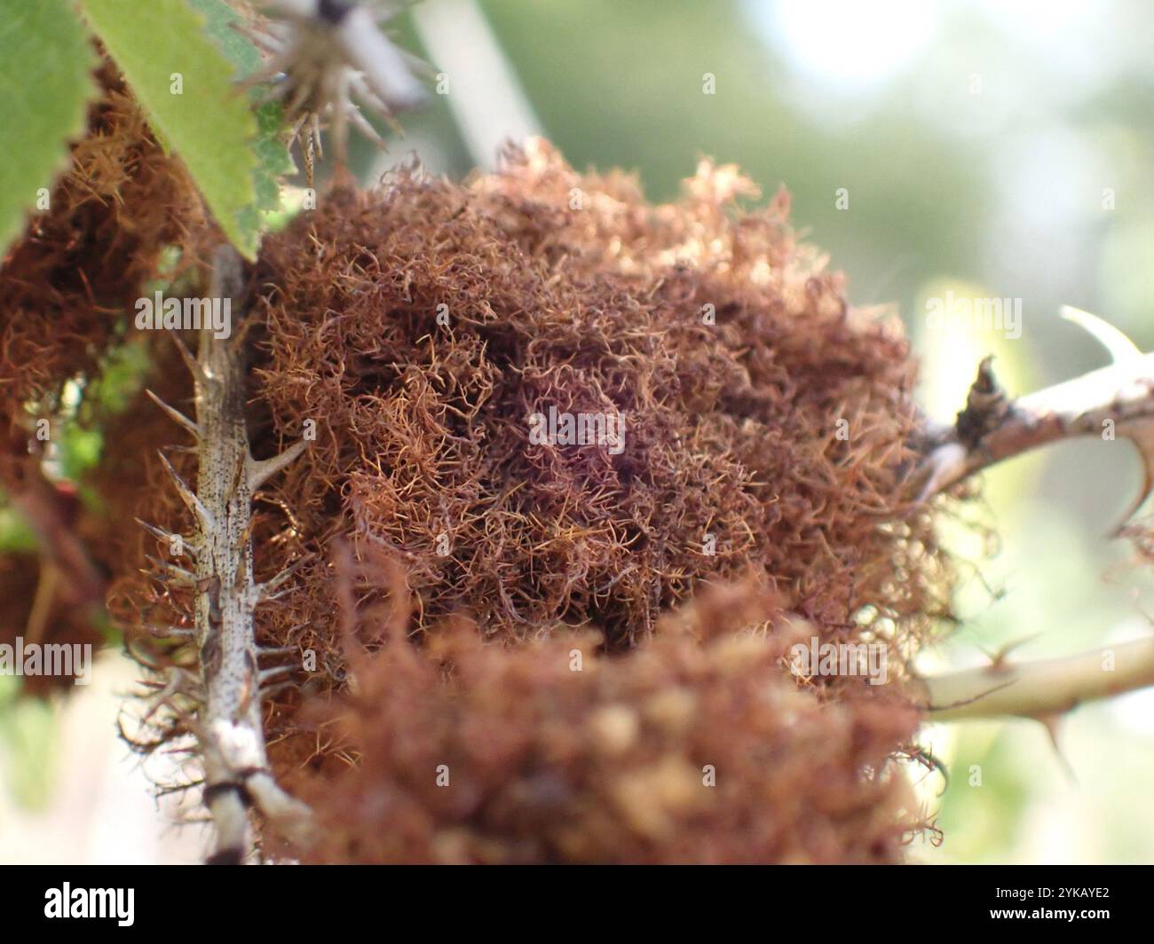 Mossy Rose Gall Wasp (Diplolepis rosae Stock Photo - Alamy