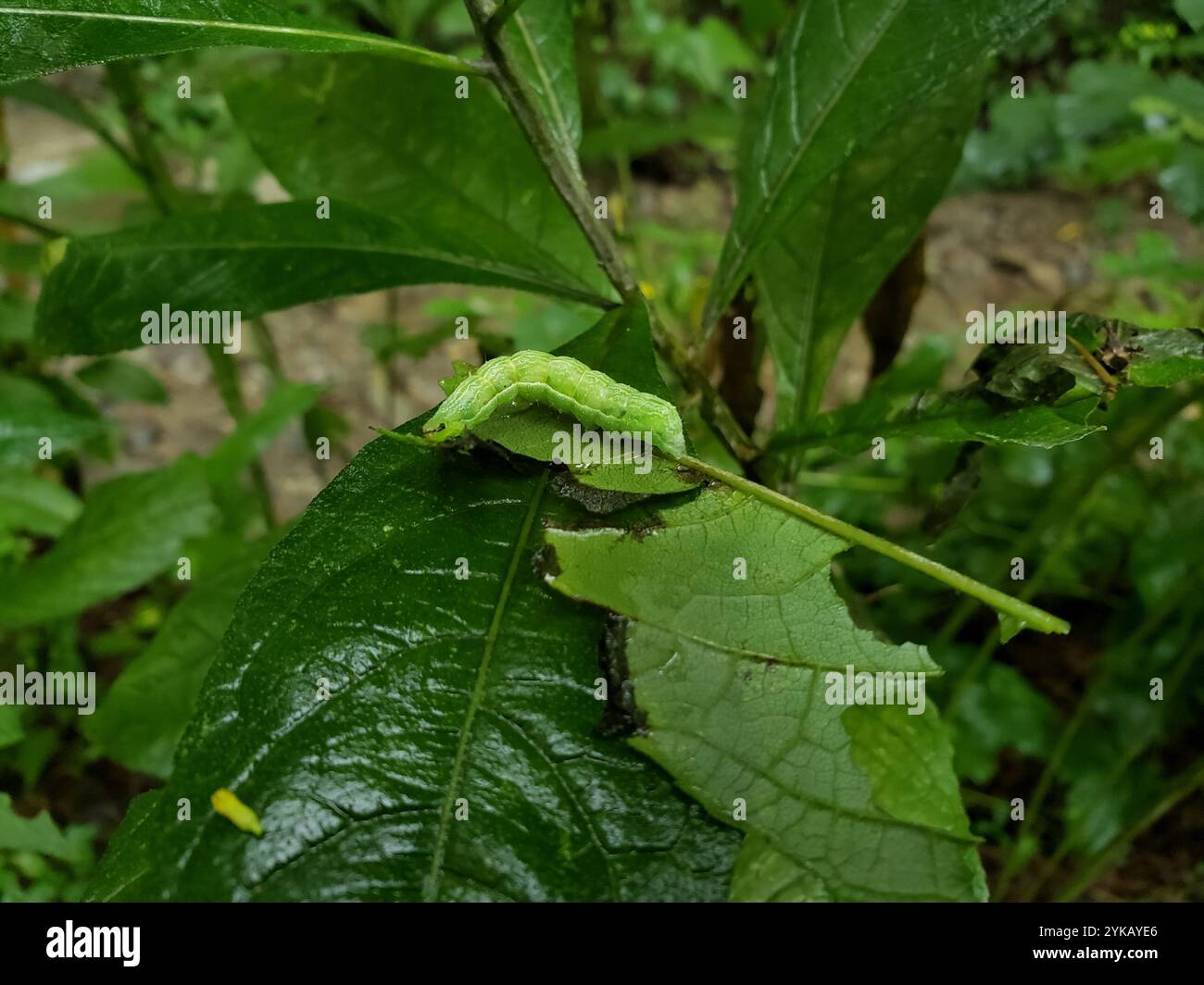 Plusiine Looper Moths (Plusiinae Stock Photo - Alamy