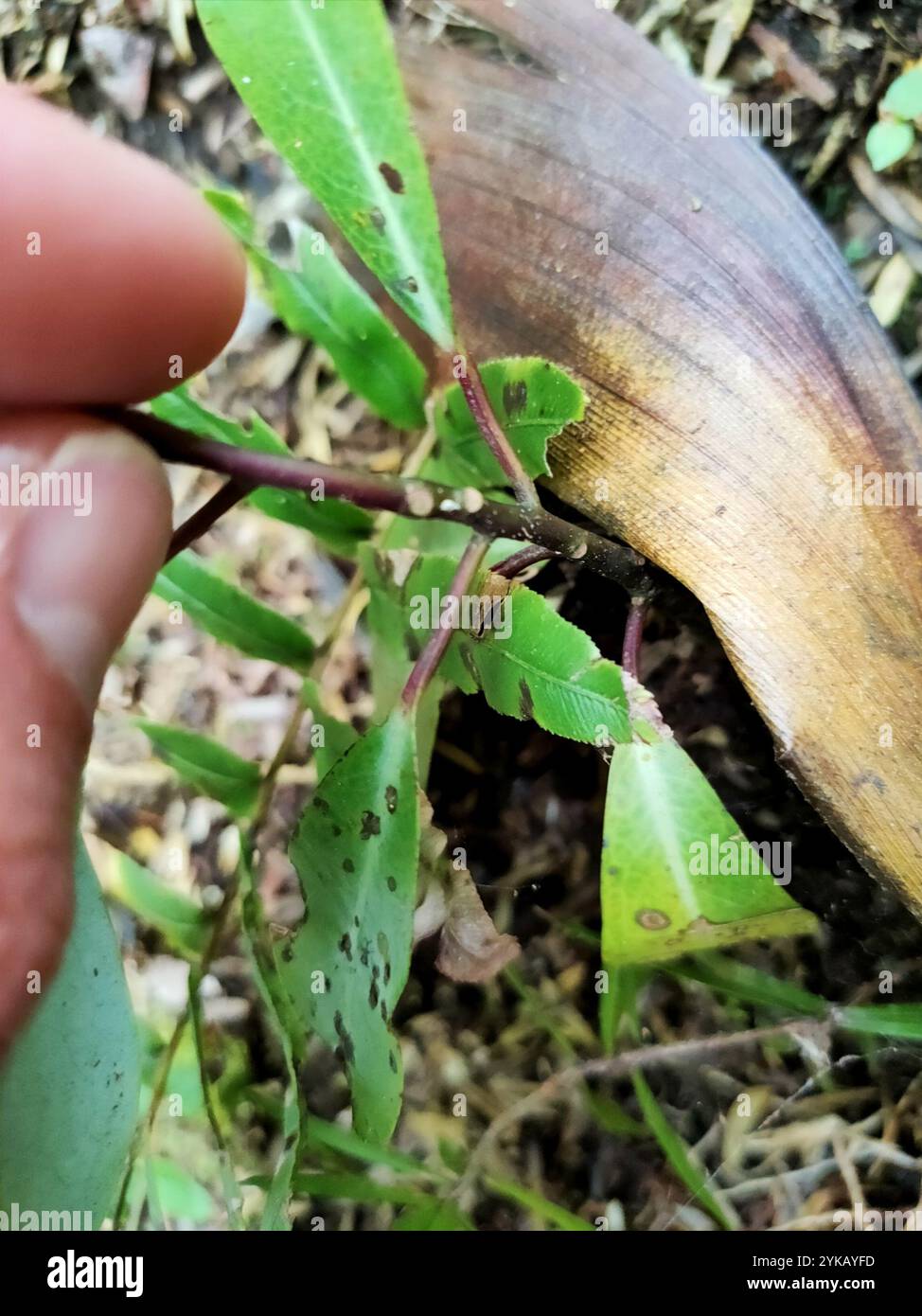 Lowland Horopito (Pseudowintera axillaris Stock Photo - Alamy