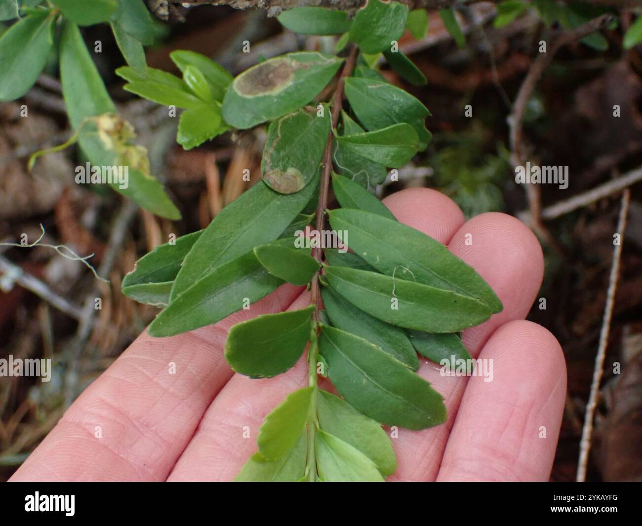 Oregon Boxwood (Paxistima myrsinites Stock Photo - Alamy