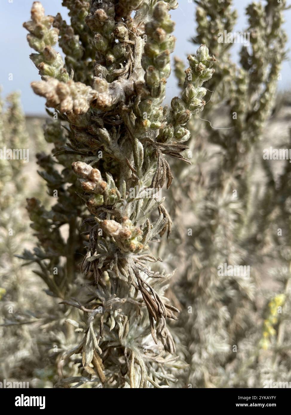 coastal sagewort (Artemisia pycnocephala Stock Photo - Alamy