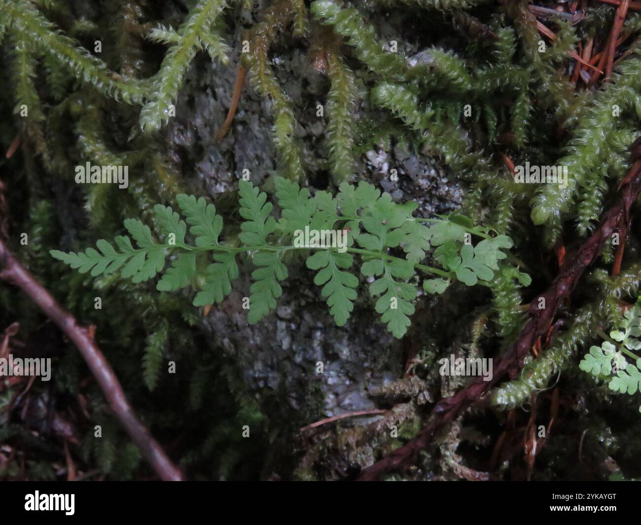 fragile ferns (Cystopteris Stock Photo - Alamy