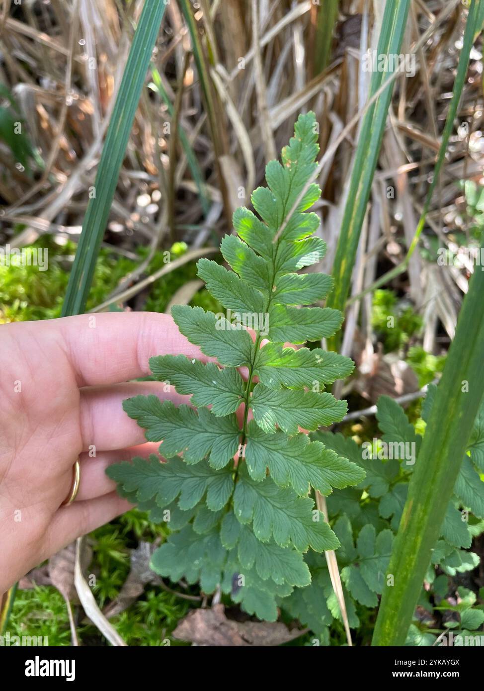 crested wood fern (Dryopteris cristata Stock Photo - Alamy