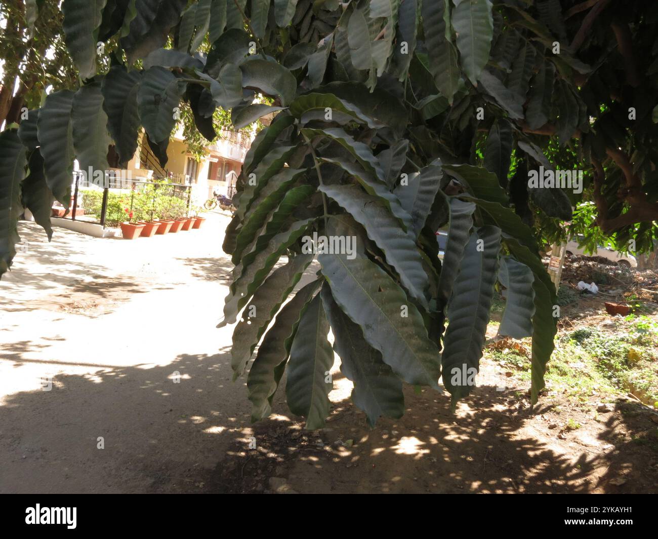 Pithraj tree hi-res stock photography and images - Alamy