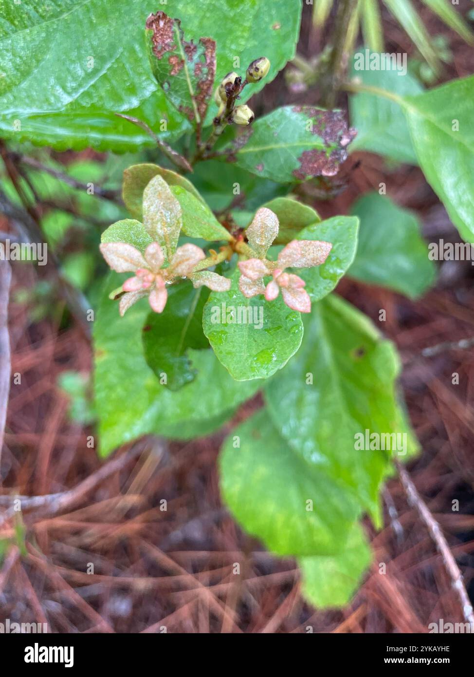 coastal plain staggerbush (Lyonia fruticosa Stock Photo - Alamy