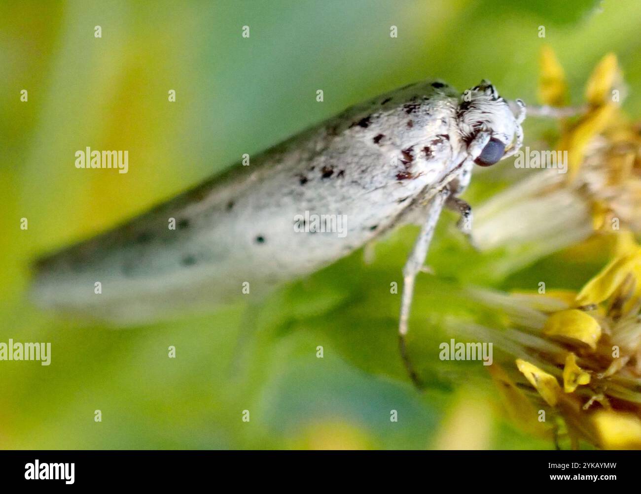 Small Ermine Moths (Yponomeuta Stock Photo - Alamy