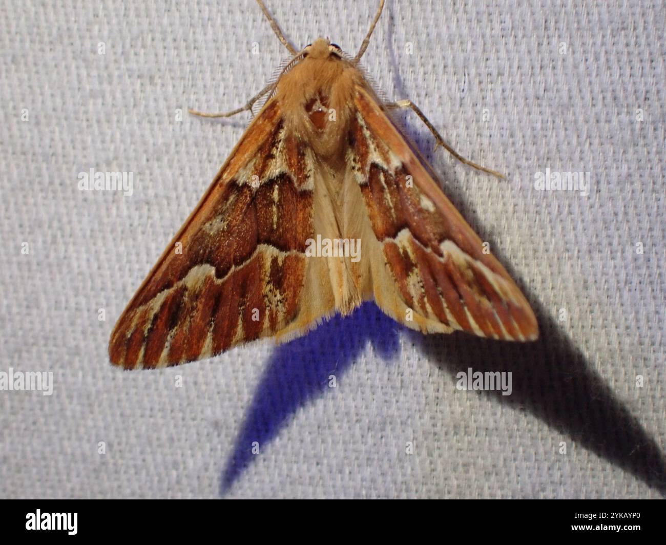 Western conifer looper hi-res stock photography and images - Alamy