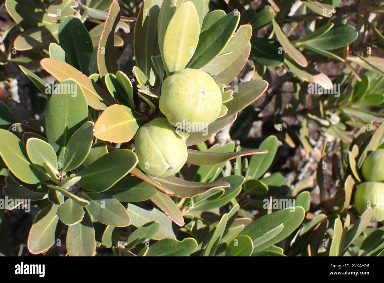 Gifboom hi-res stock photography and images - Alamy