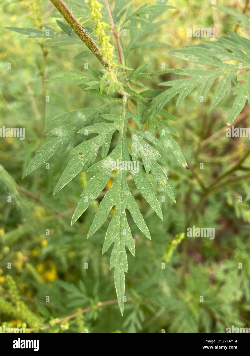 common ragweed (Ambrosia artemisiifolia Stock Photo - Alamy