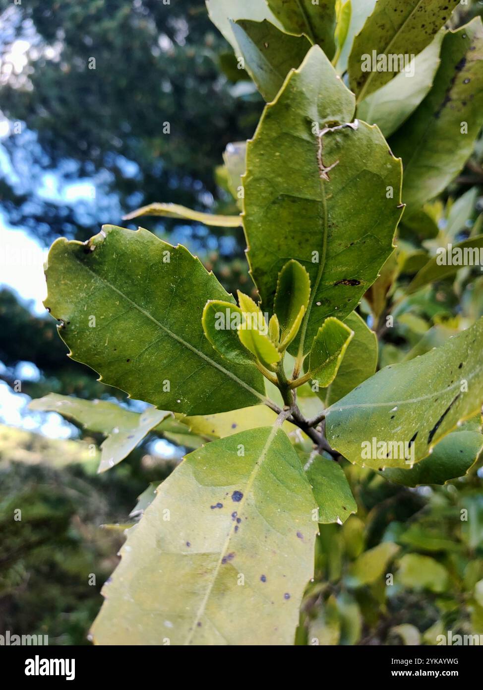Hedycarya arborea hedycarya arborea hi-res stock photography and images ...
