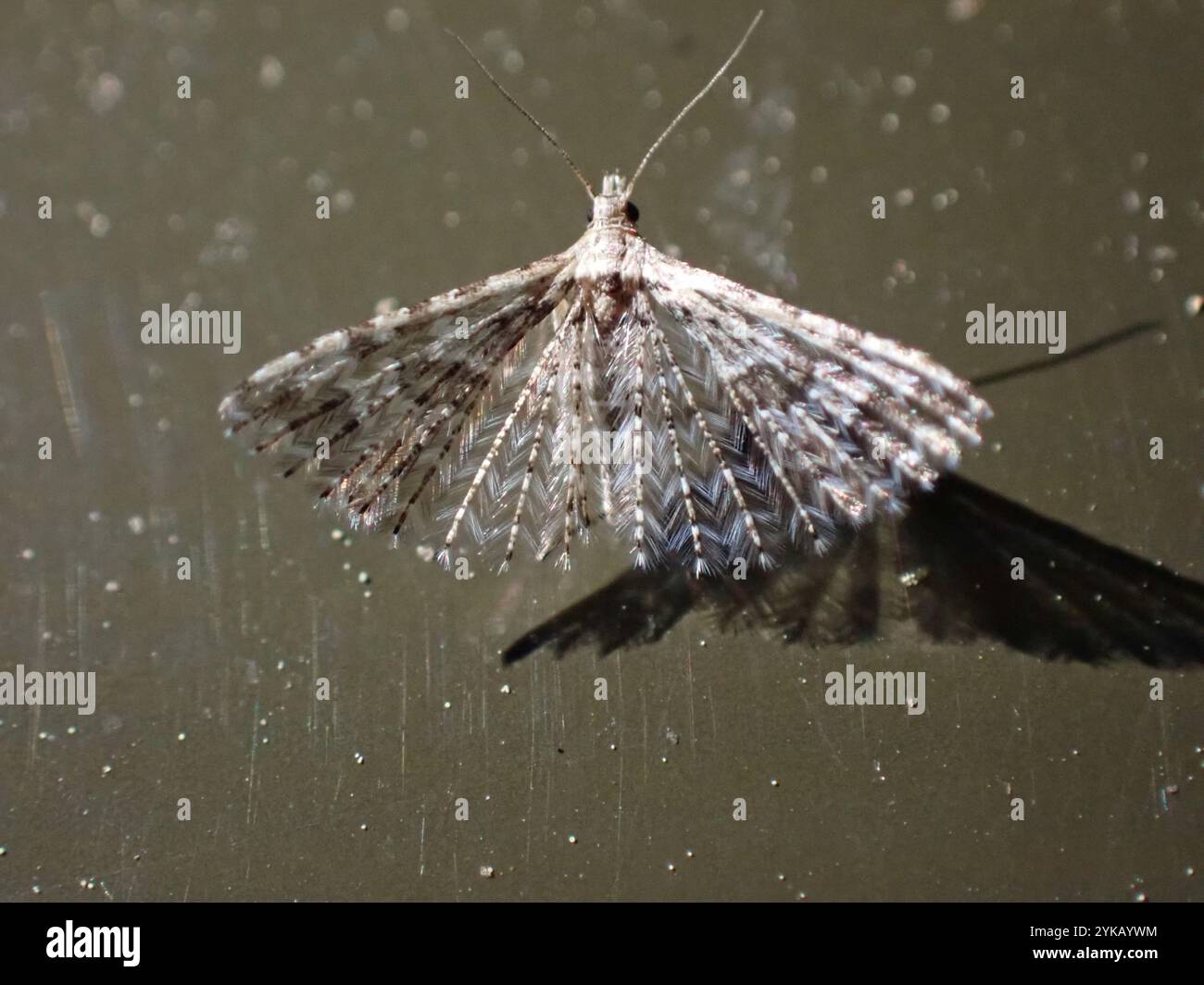 Montana Six-plume Moth (Alucita montana Stock Photo - Alamy